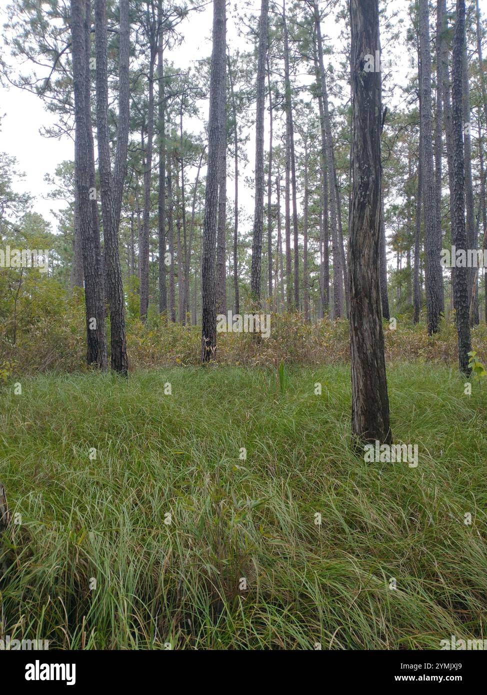 switch cane (Arundinaria tecta Stock Photo - Alamy