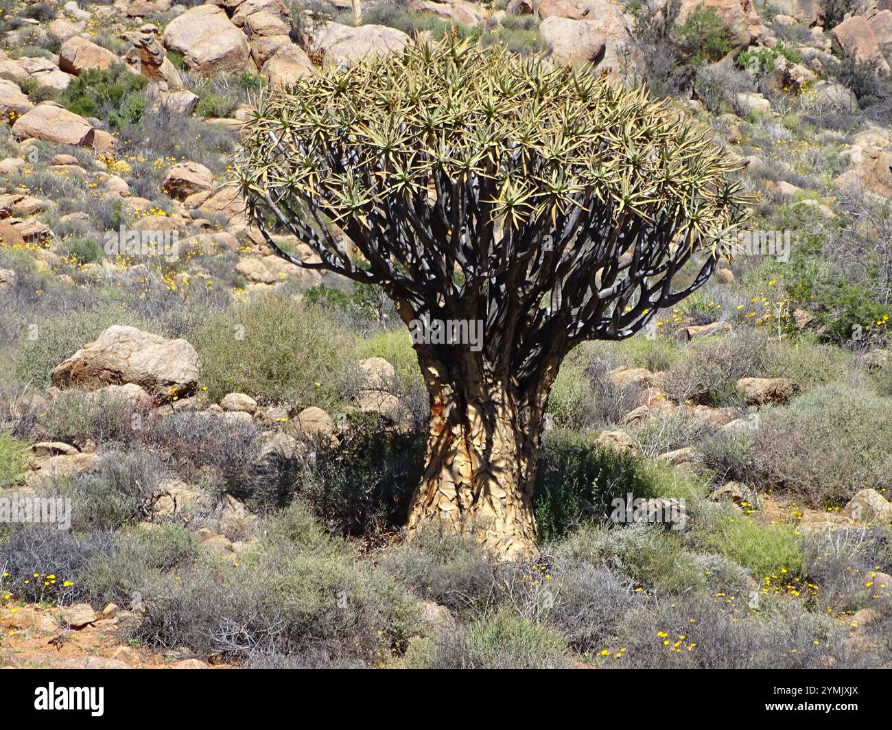 Quiver Tree (Aloidendron dichotomum Stock Photo - Alamy