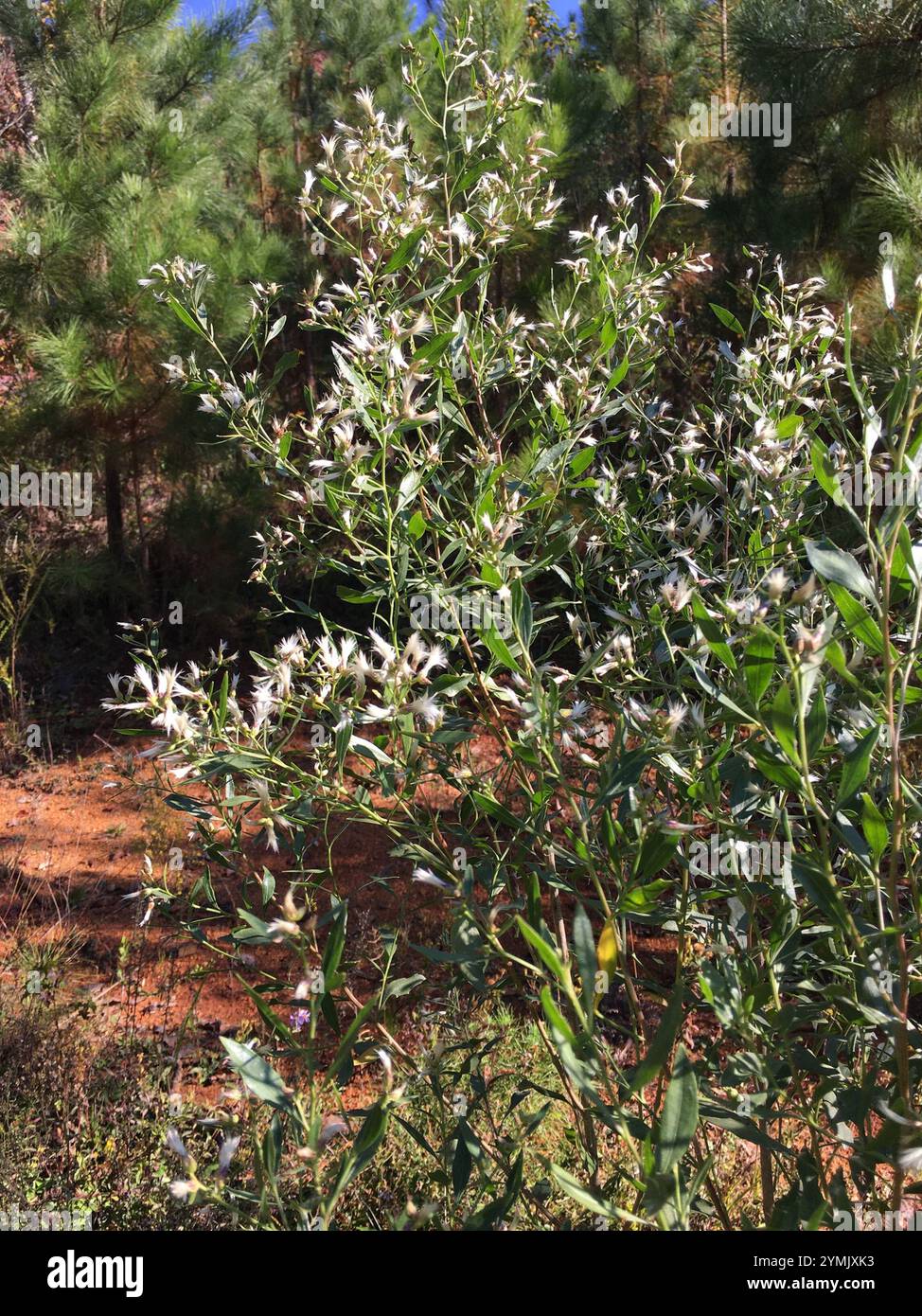 groundsel tree (Baccharis halimifolia Stock Photo - Alamy