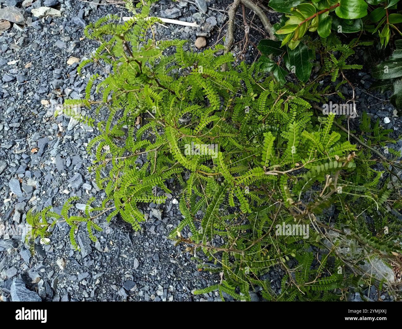 Small-leaved kowhai (Sophora microphylla Stock Photo - Alamy