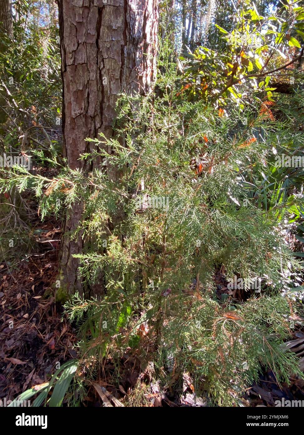 Southern Redcedar (Juniperus virginiana silicicola Stock Photo - Alamy