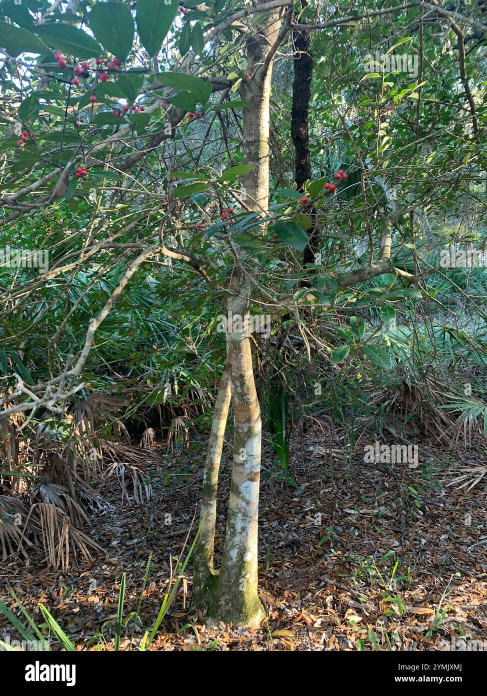 dahoon holly (Ilex cassine Stock Photo - Alamy