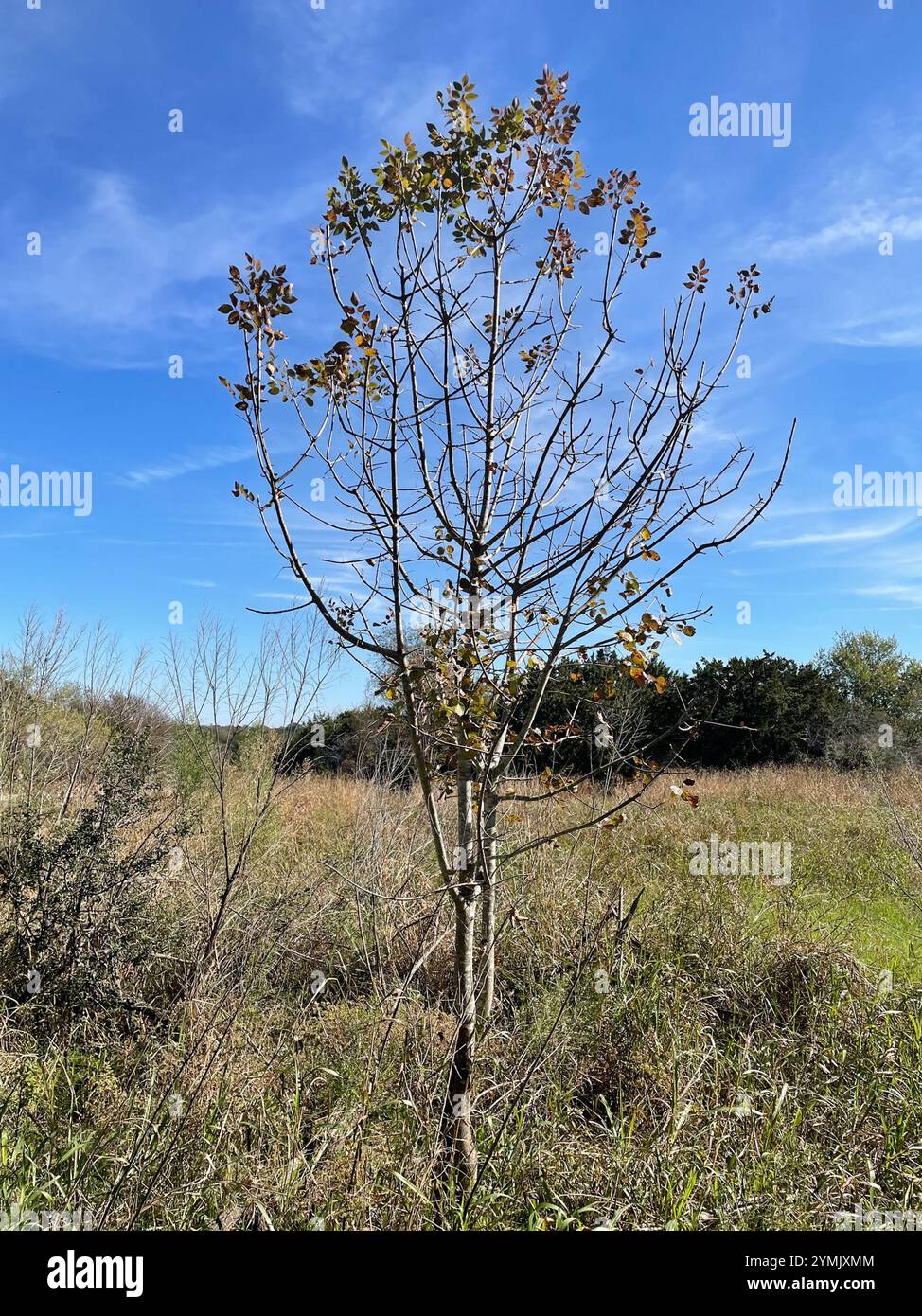 Texas ash (Fraxinus albicans Stock Photo - Alamy