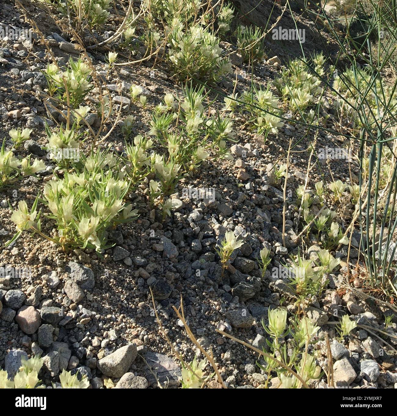 Mohavea confertiflora hi-res stock photography and images - Alamy