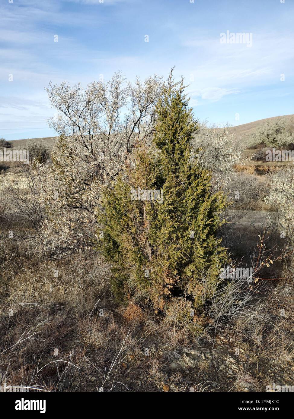 Rocky Mountain Juniper (Juniperus scopulorum Stock Photo - Alamy