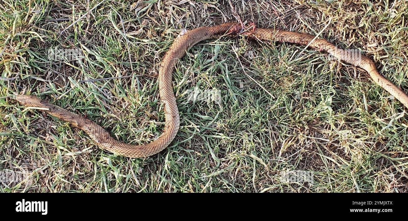 Eastern Brown Snake (Pseudonaja textilis Stock Photo - Alamy