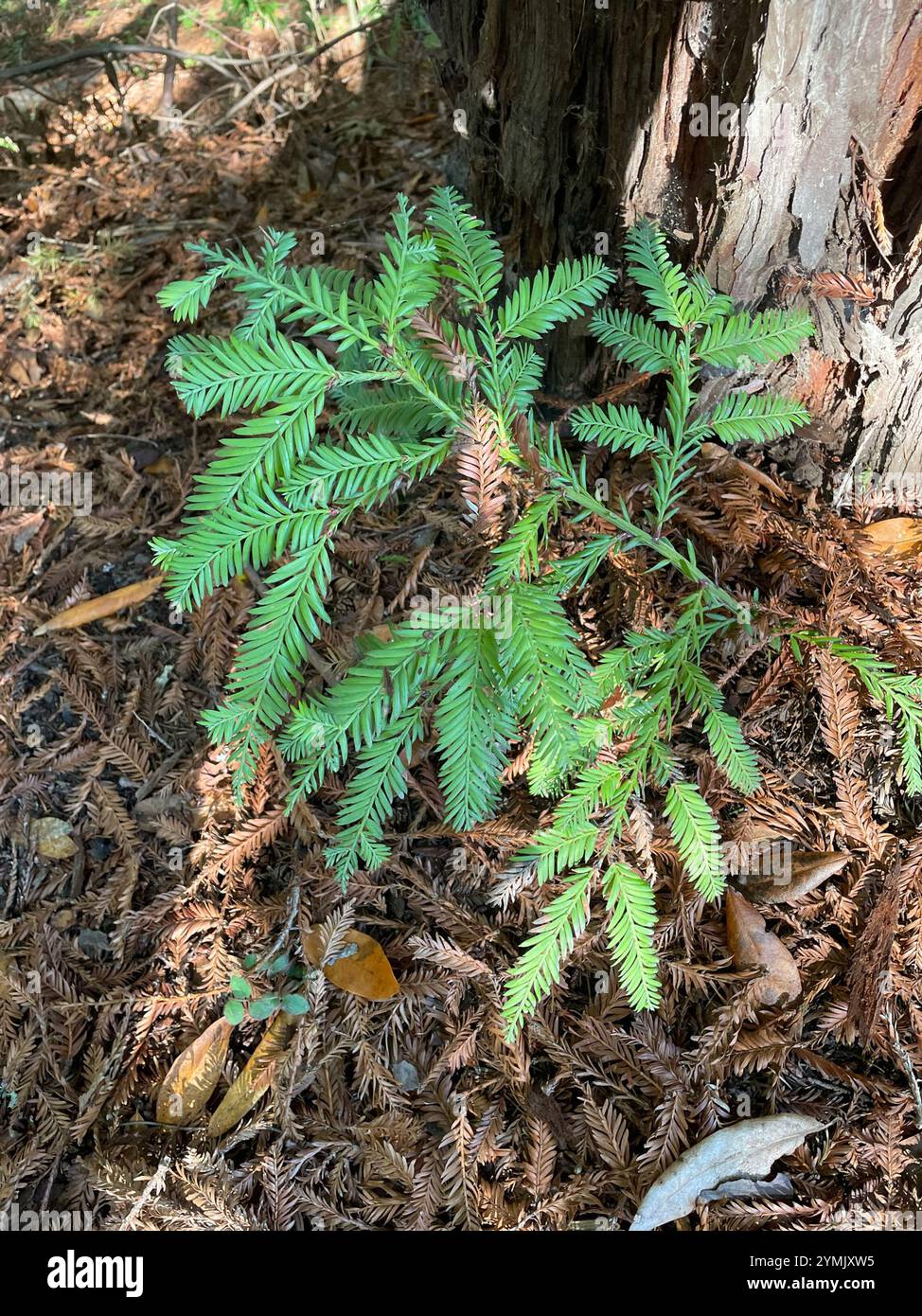 coast redwood (Sequoia sempervirens Stock Photo - Alamy
