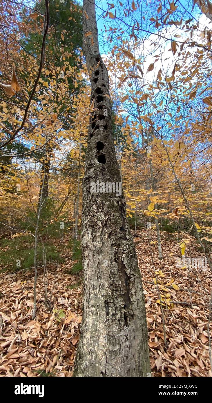 Beech canker hi-res stock photography and images - Alamy