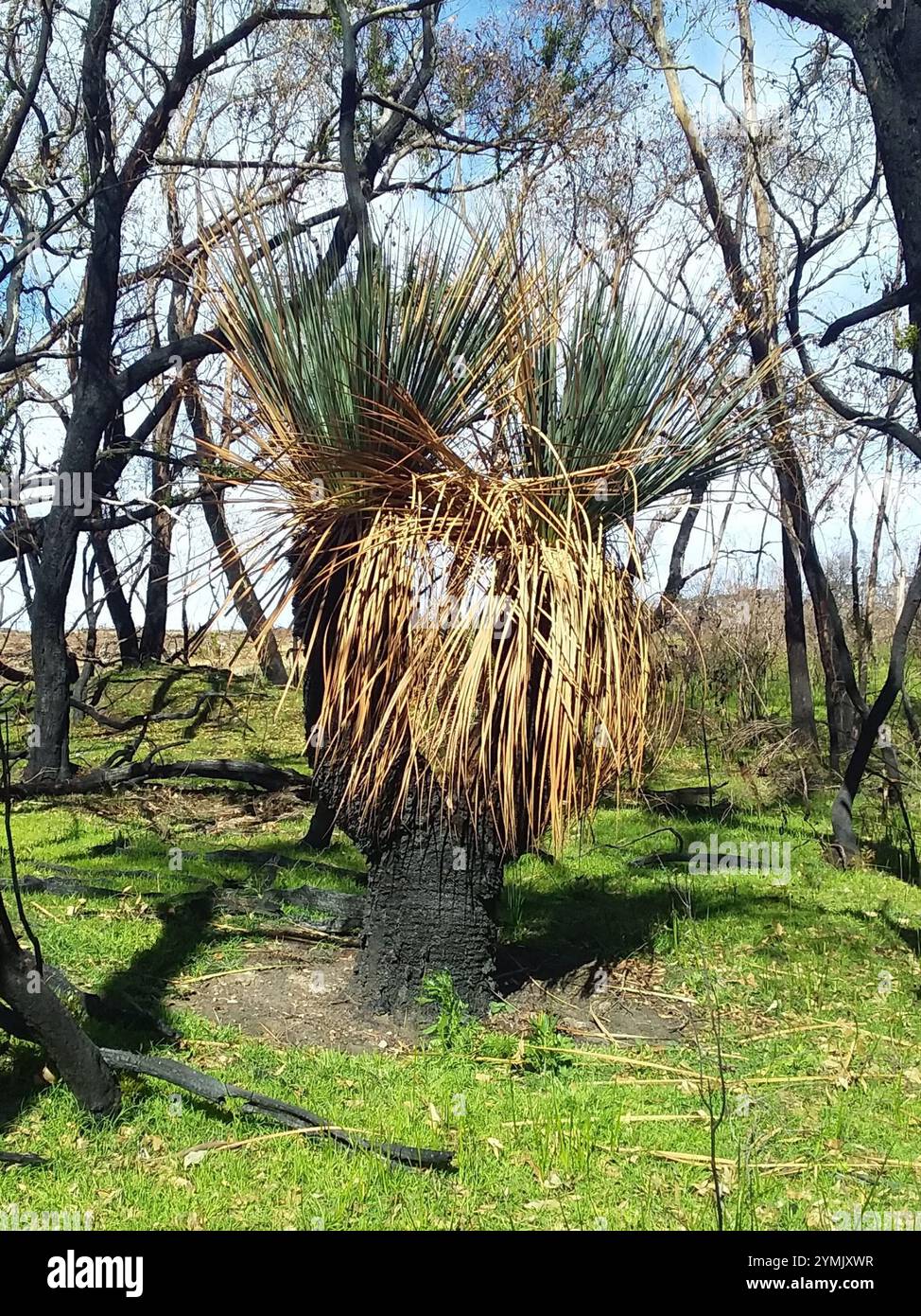 Tate's grass-tree (Xanthorrhoea semiplana tateana Stock Photo - Alamy