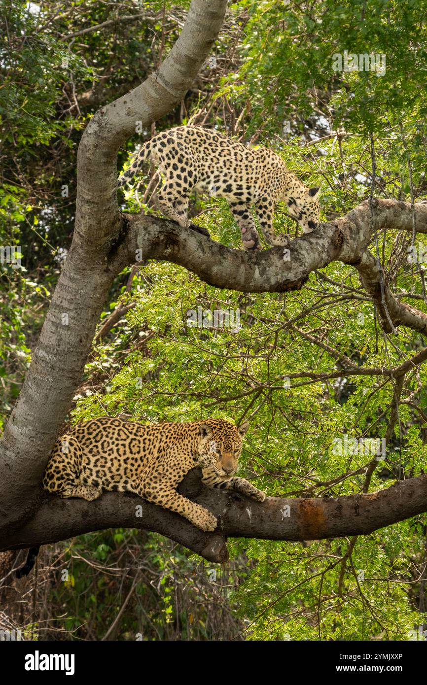 Mother jaguar and cub vertical composition high in tree in branches ...