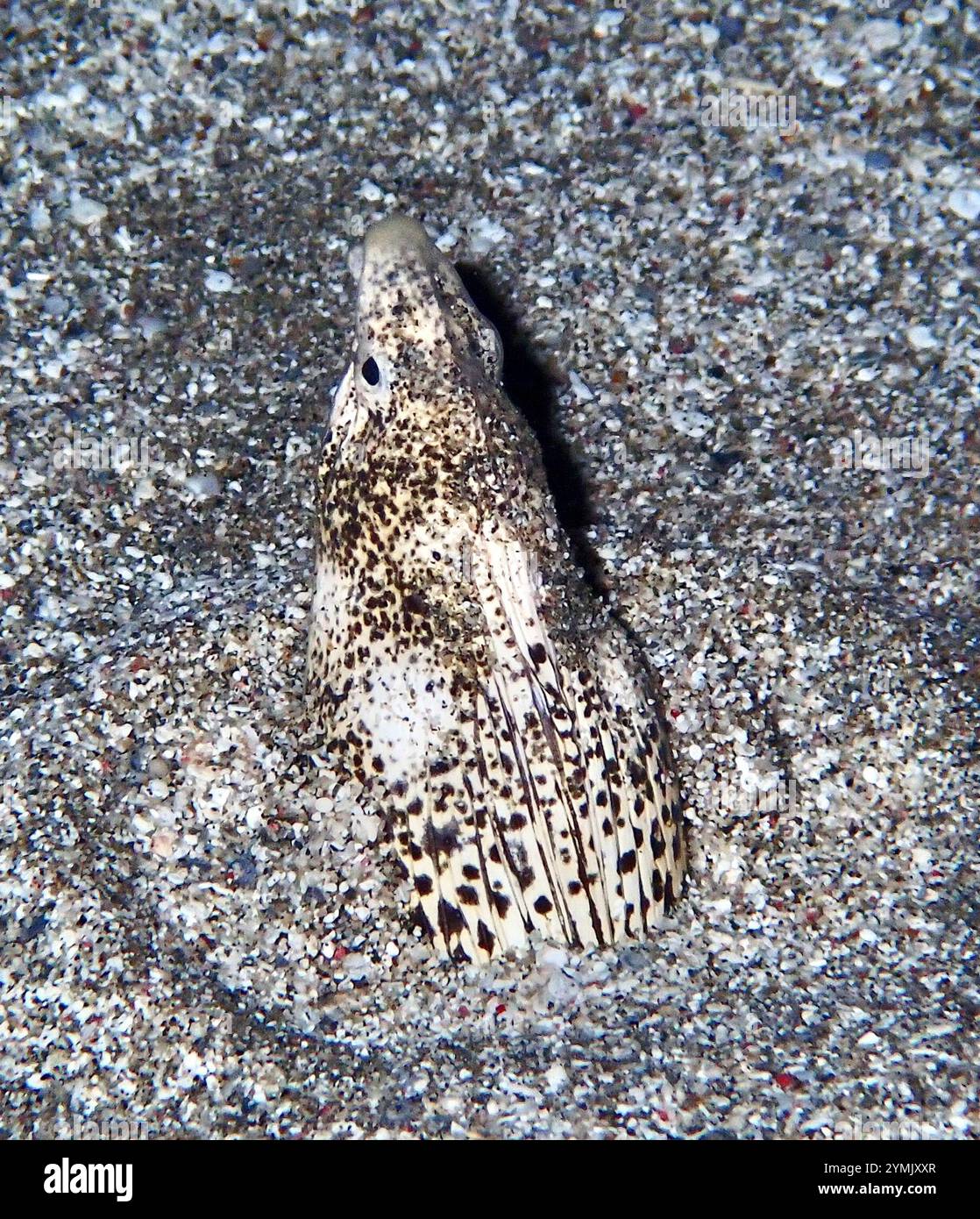 Marbled Snake Eel (Callechelys marmorata Stock Photo - Alamy