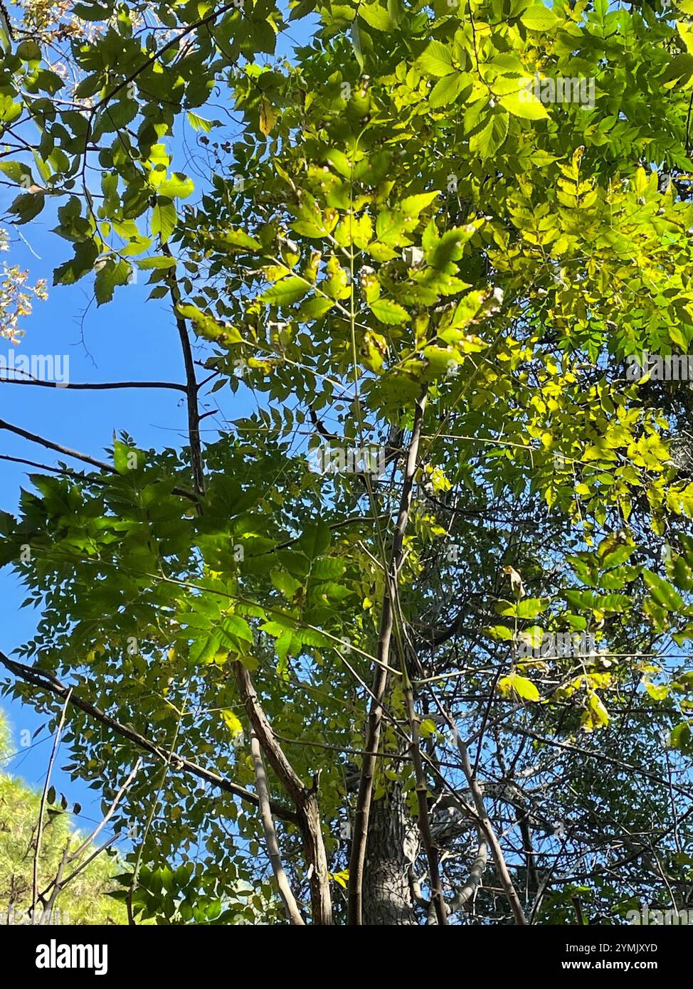 Chinaberry (Melia azedarach Stock Photo - Alamy