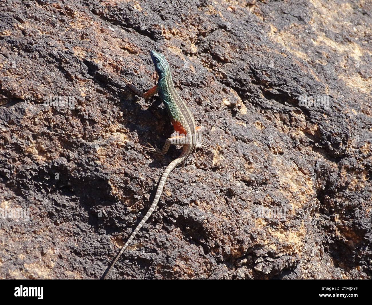 Augrabies flat lizard (Platysaurus broadleyi Stock Photo - Alamy