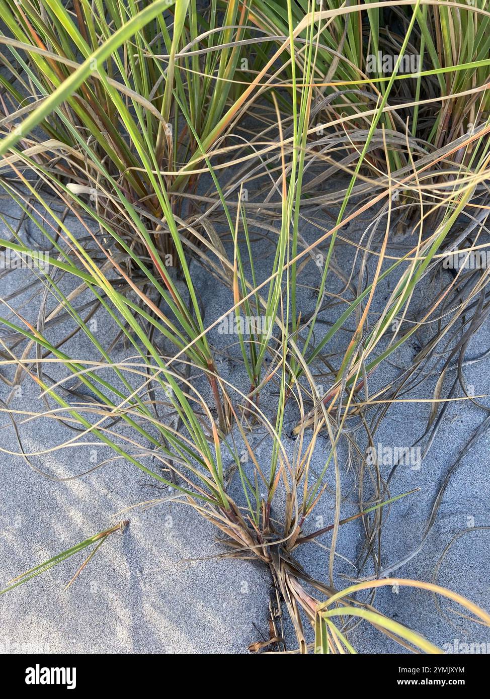 sea oats (Uniola paniculata Stock Photo - Alamy