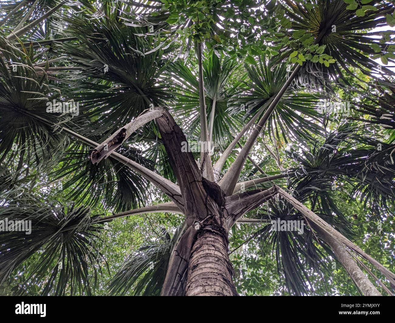 moriche palm (Mauritia flexuosa Stock Photo - Alamy