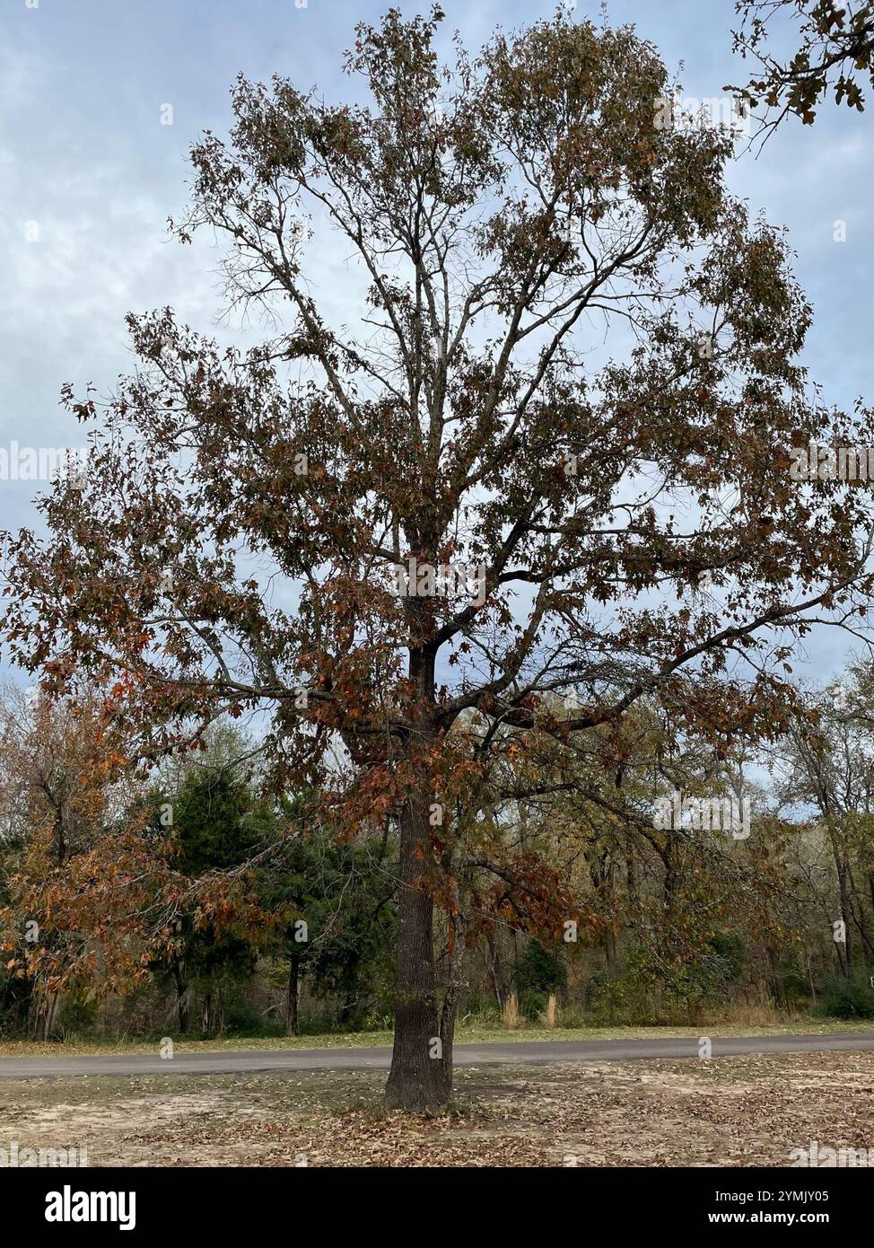 cherrybark oak (Quercus pagoda Stock Photo - Alamy