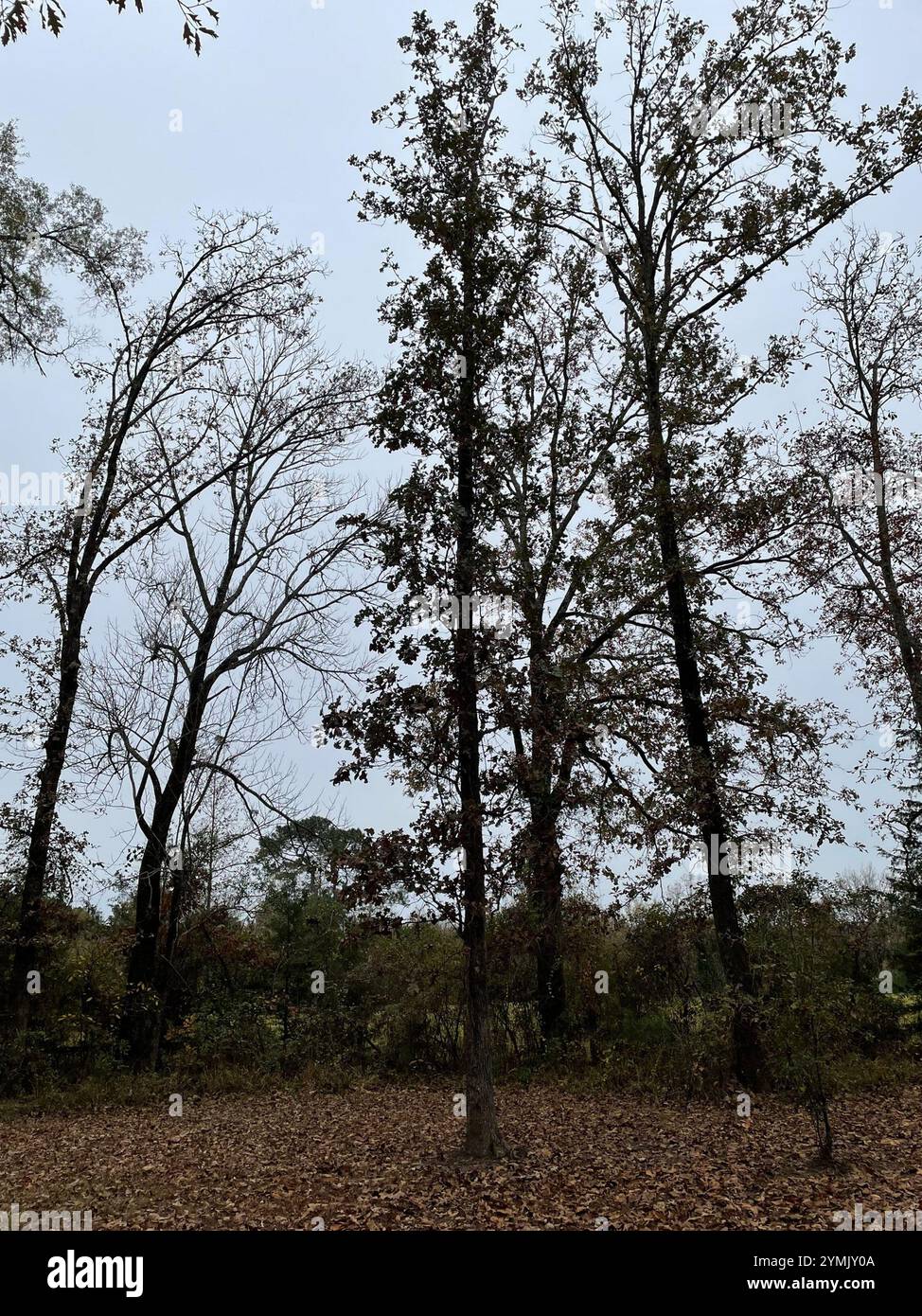 post oak (Quercus stellata Stock Photo - Alamy
