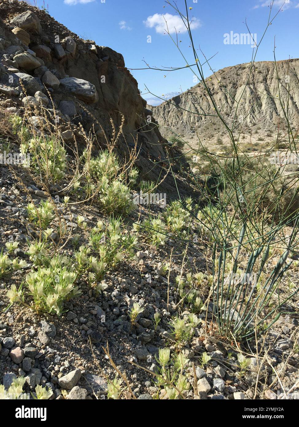 Mohavea confertiflora hi-res stock photography and images - Alamy