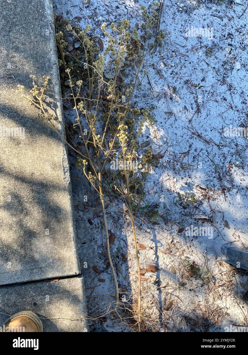 Flannel weed hi-res stock photography and images - Alamy