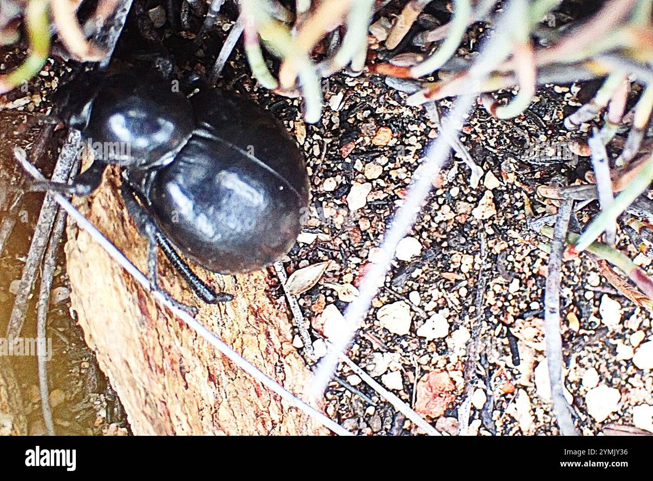 Darkling Beetles (Tenebrionidae Stock Photo - Alamy