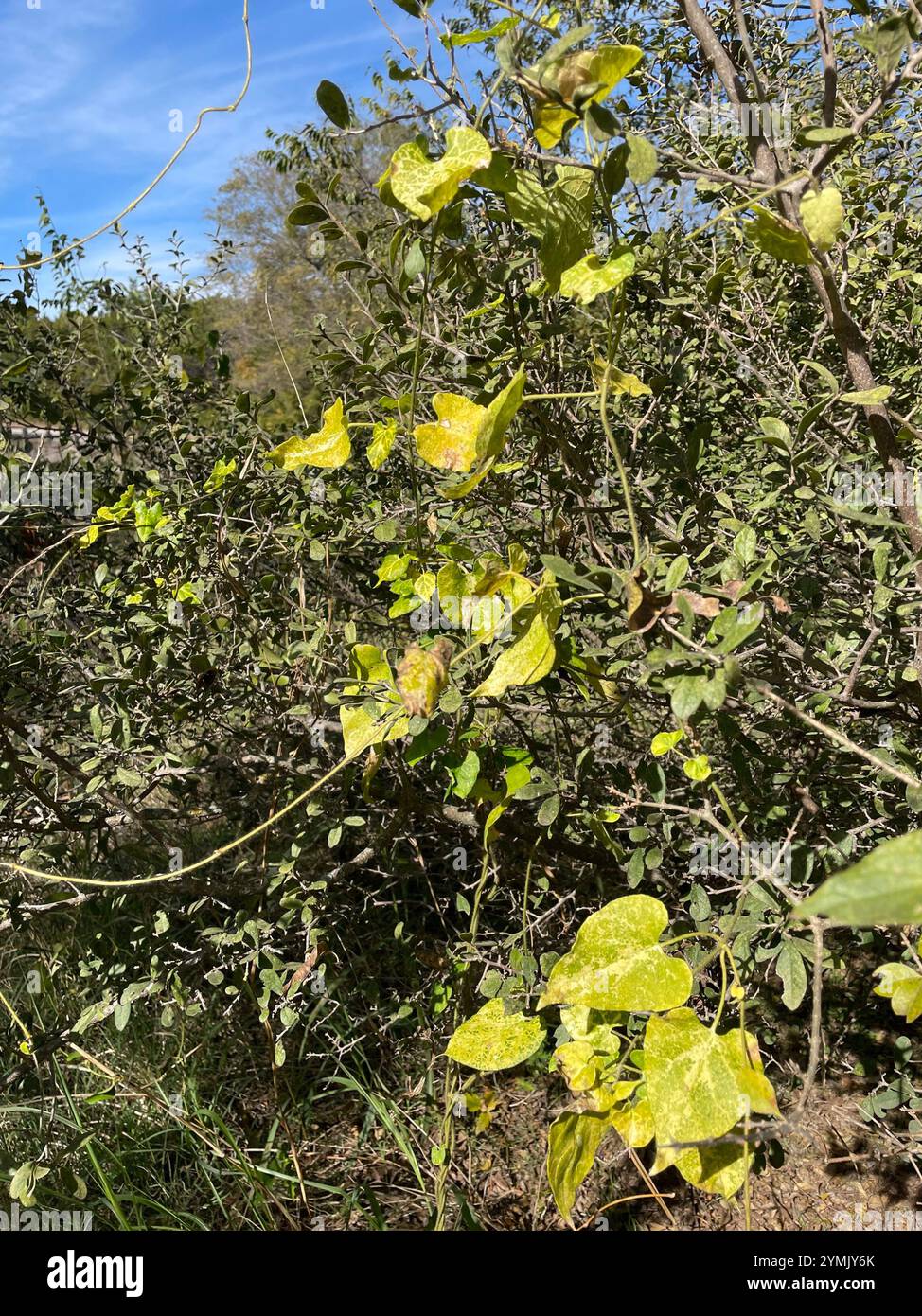 Pearl Milkweed (Matelea reticulata Stock Photo - Alamy