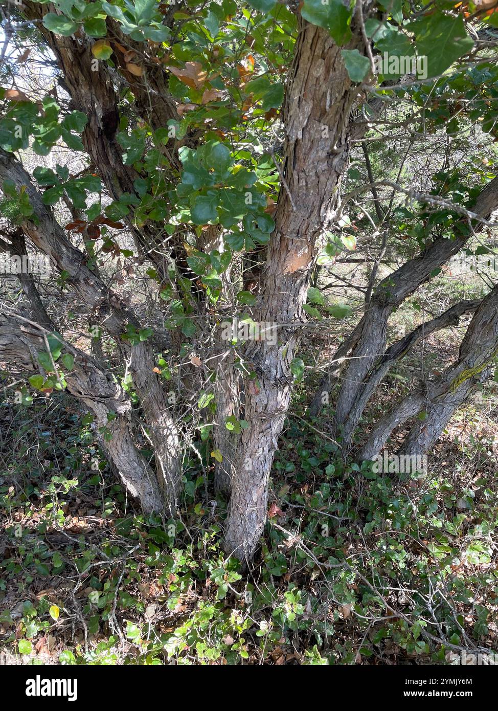 Shin oak hi-res stock photography and images - Alamy