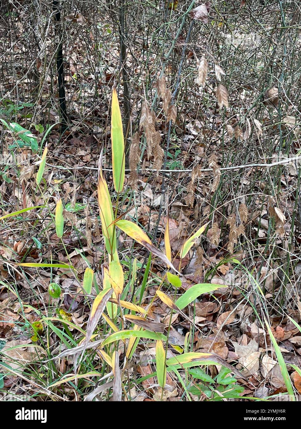 inland wood oats (Chasmanthium latifolium Stock Photo - Alamy