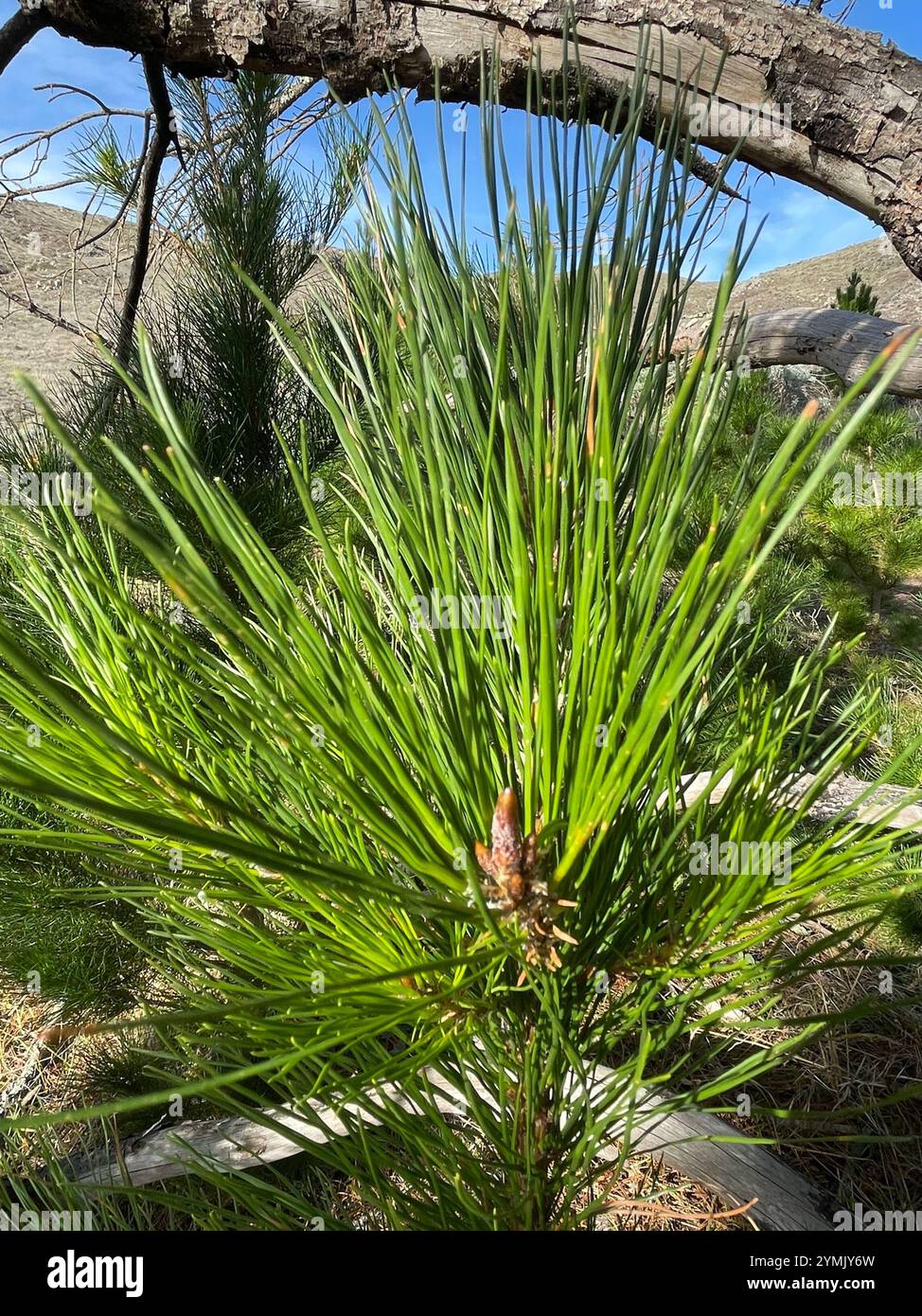 Monterey pine (Pinus radiata Stock Photo - Alamy