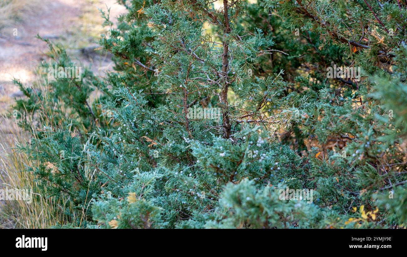 Rocky Mountain Juniper (Juniperus scopulorum Stock Photo - Alamy