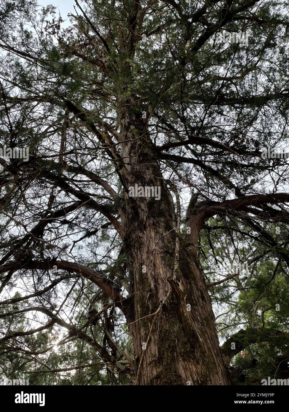 eastern redcedar (Juniperus virginiana Stock Photo - Alamy