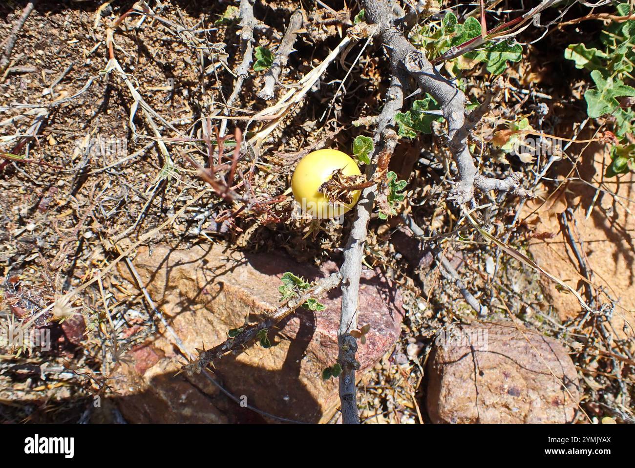 Yellow Bitter-apple (Solanum linnaeanum Stock Photo - Alamy
