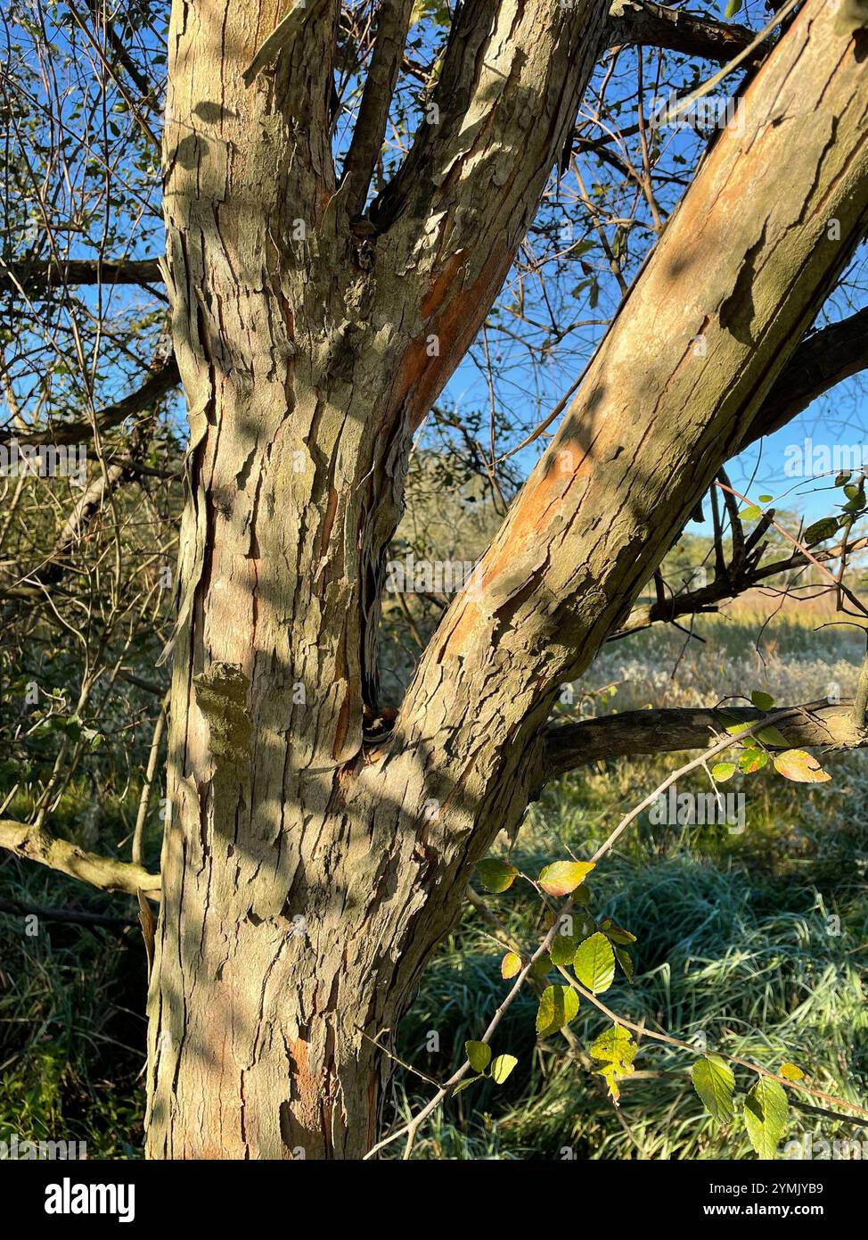 Water Elm (Planera aquatica Stock Photo - Alamy
