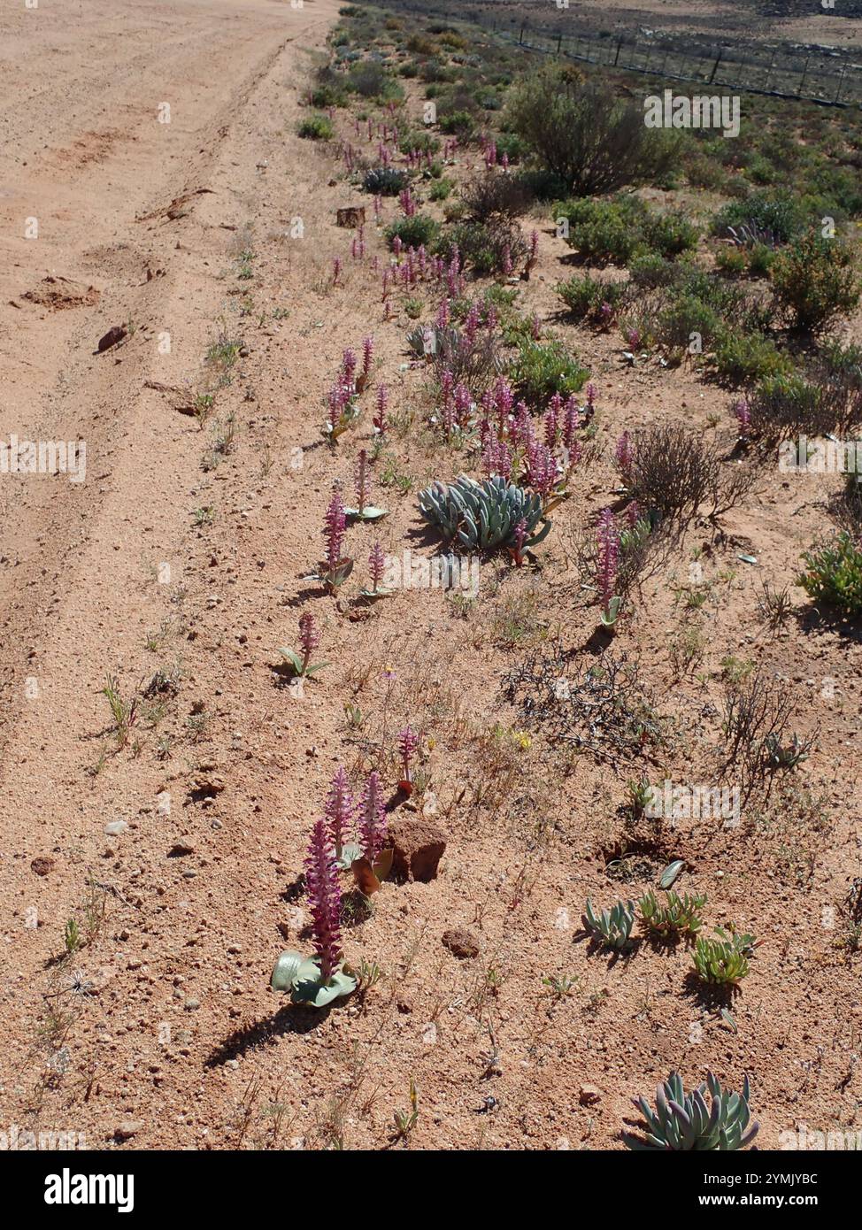 Flesh Viooltjie (Lachenalia carnosa Stock Photo - Alamy