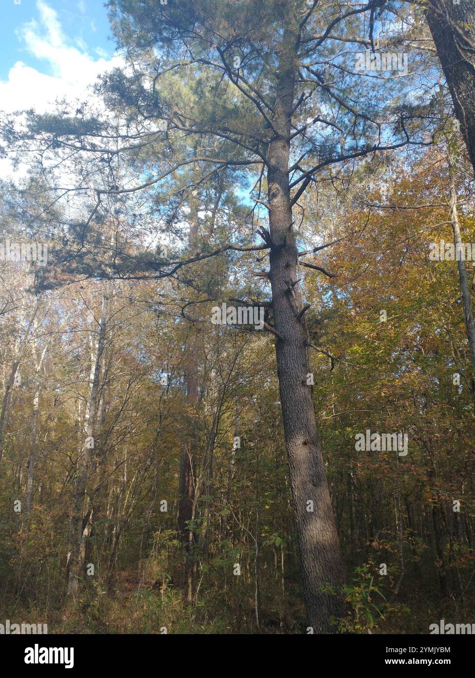 spruce pine (Pinus glabra Stock Photo - Alamy