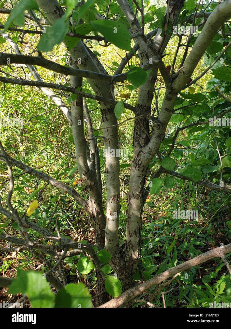 Caughnawaga hawthorn (Crataegus suborbiculata Stock Photo - Alamy