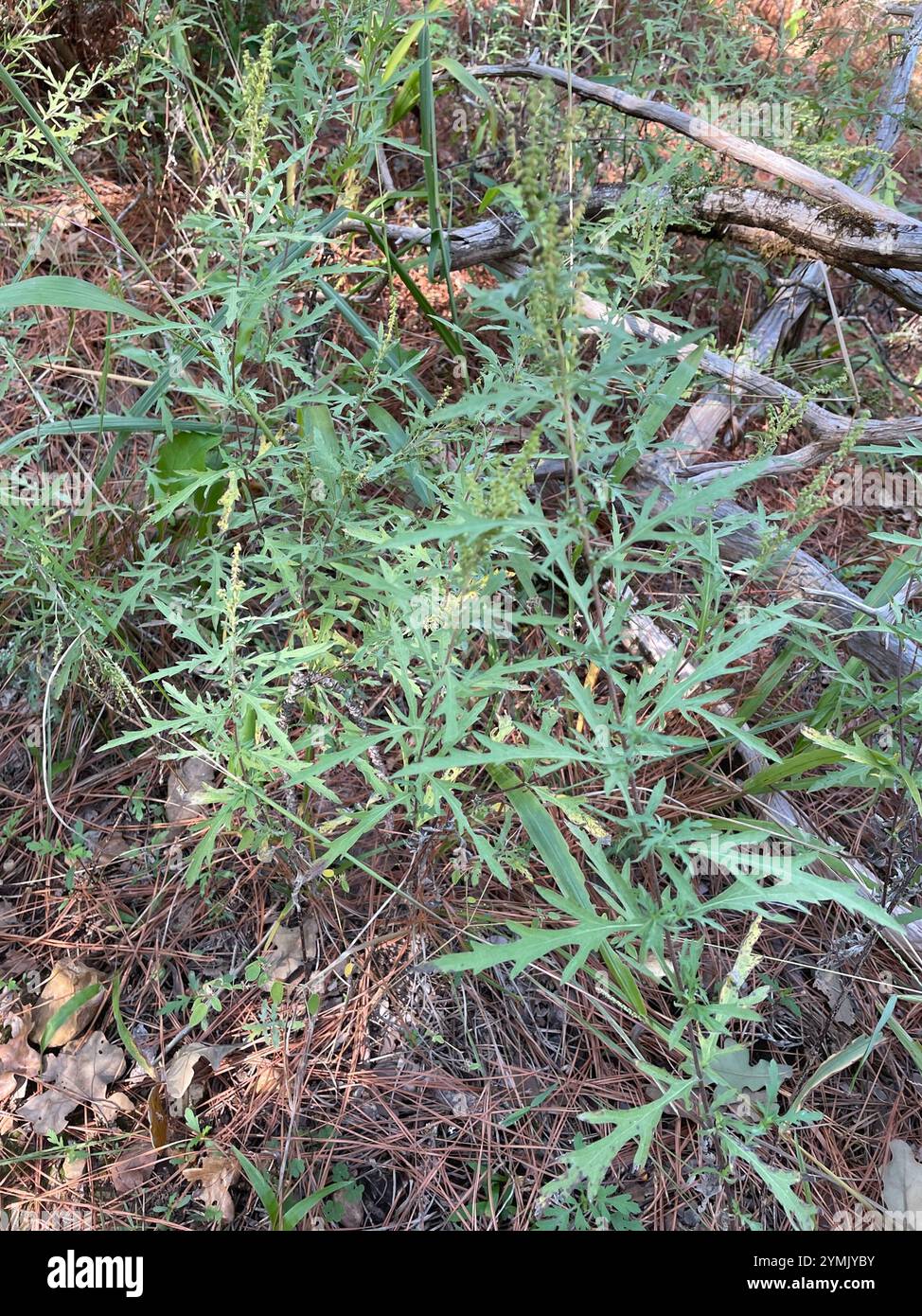western ragweed (Ambrosia psilostachya Stock Photo - Alamy