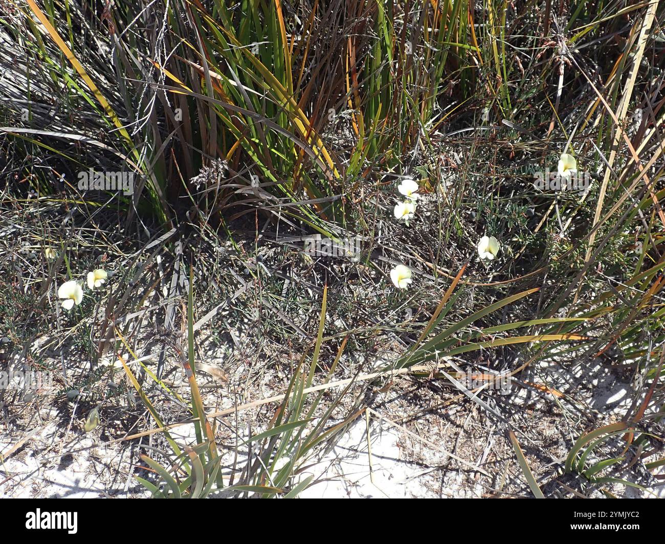 Common Wedge-pea (Gompholobium huegelii Stock Photo - Alamy