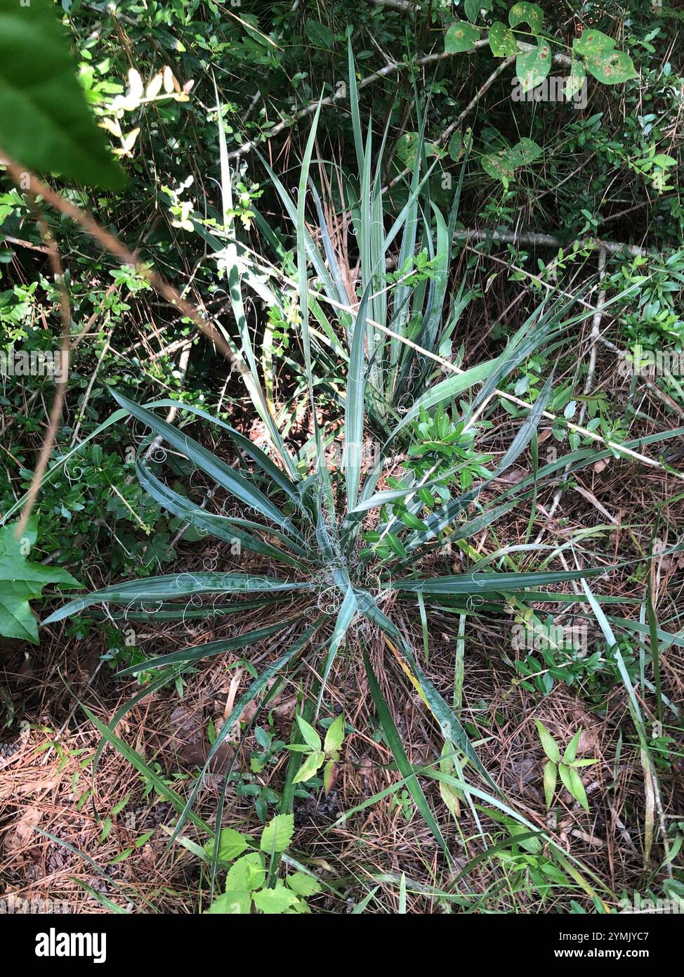 Gulf Coast Yucca (Yucca louisianensis Stock Photo - Alamy