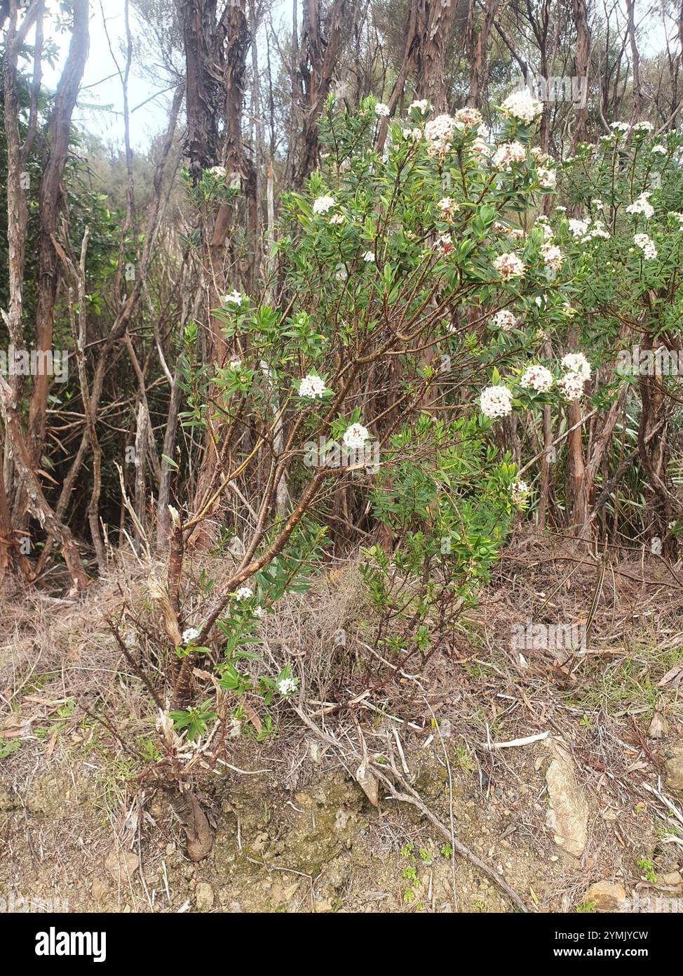 Pimelea longifolia hi-res stock photography and images - Alamy
