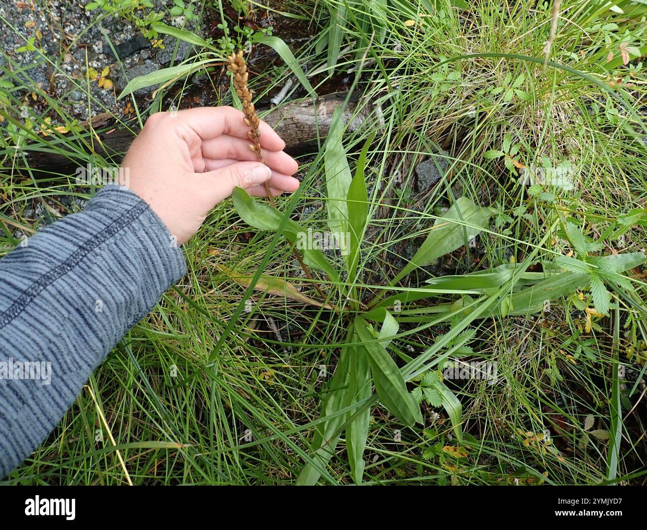 Alaska Plantain (Plantago macrocarpa Stock Photo - Alamy
