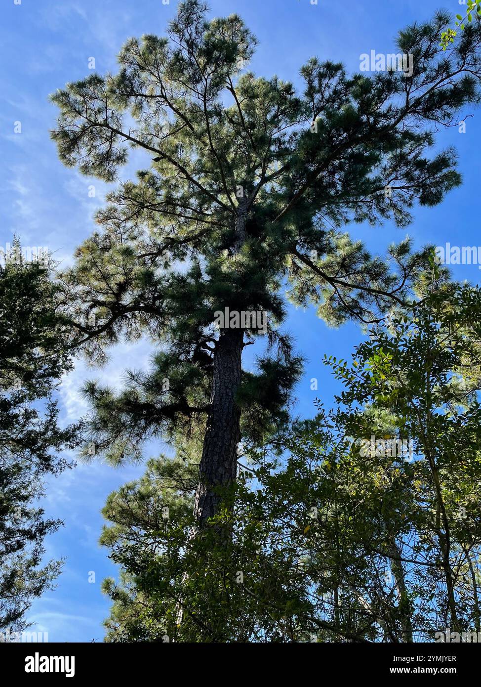 loblolly pine (Pinus taeda Stock Photo - Alamy