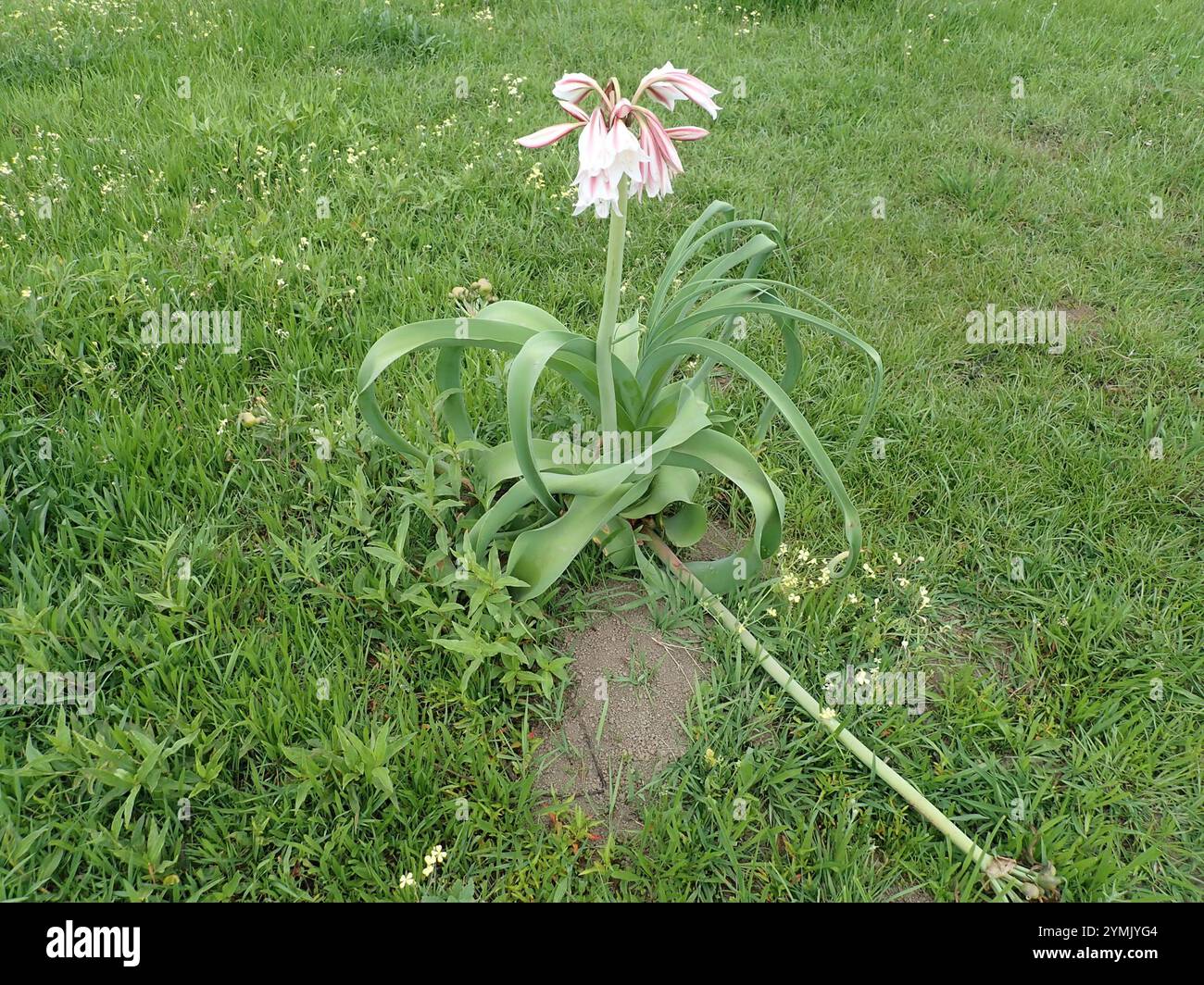 Orange River Swamplily (Crinum bulbispermum Stock Photo - Alamy