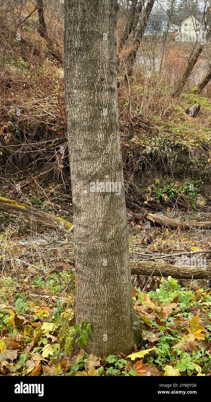 Norway maple (Acer platanoides Stock Photo - Alamy