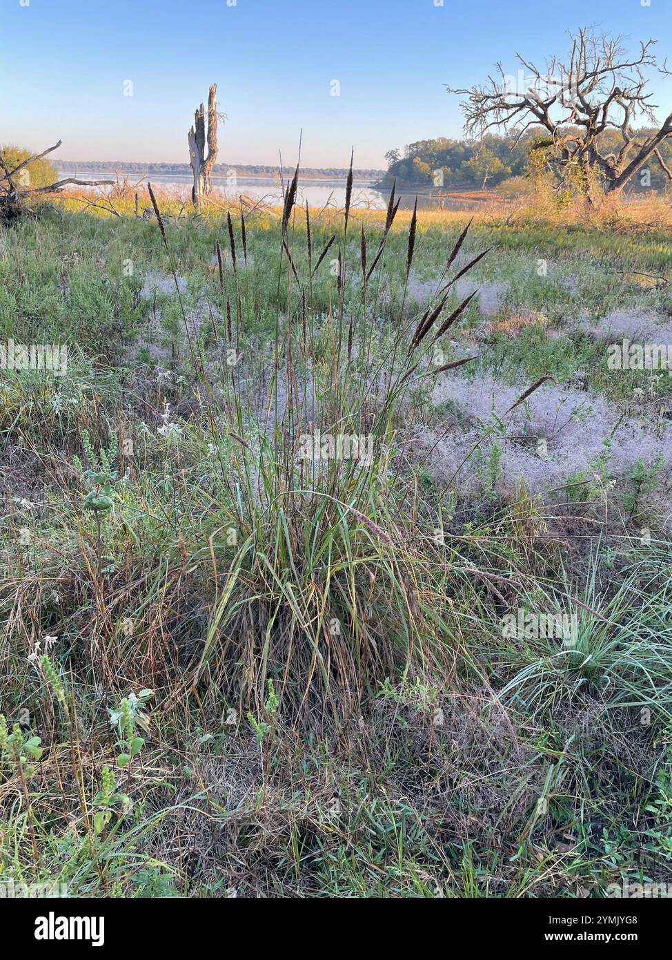 Longspike Tridens (Tridens strictus Stock Photo - Alamy