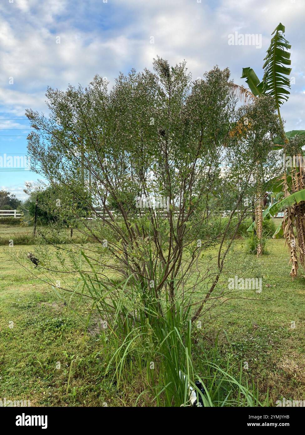 groundsel tree (Baccharis halimifolia Stock Photo - Alamy