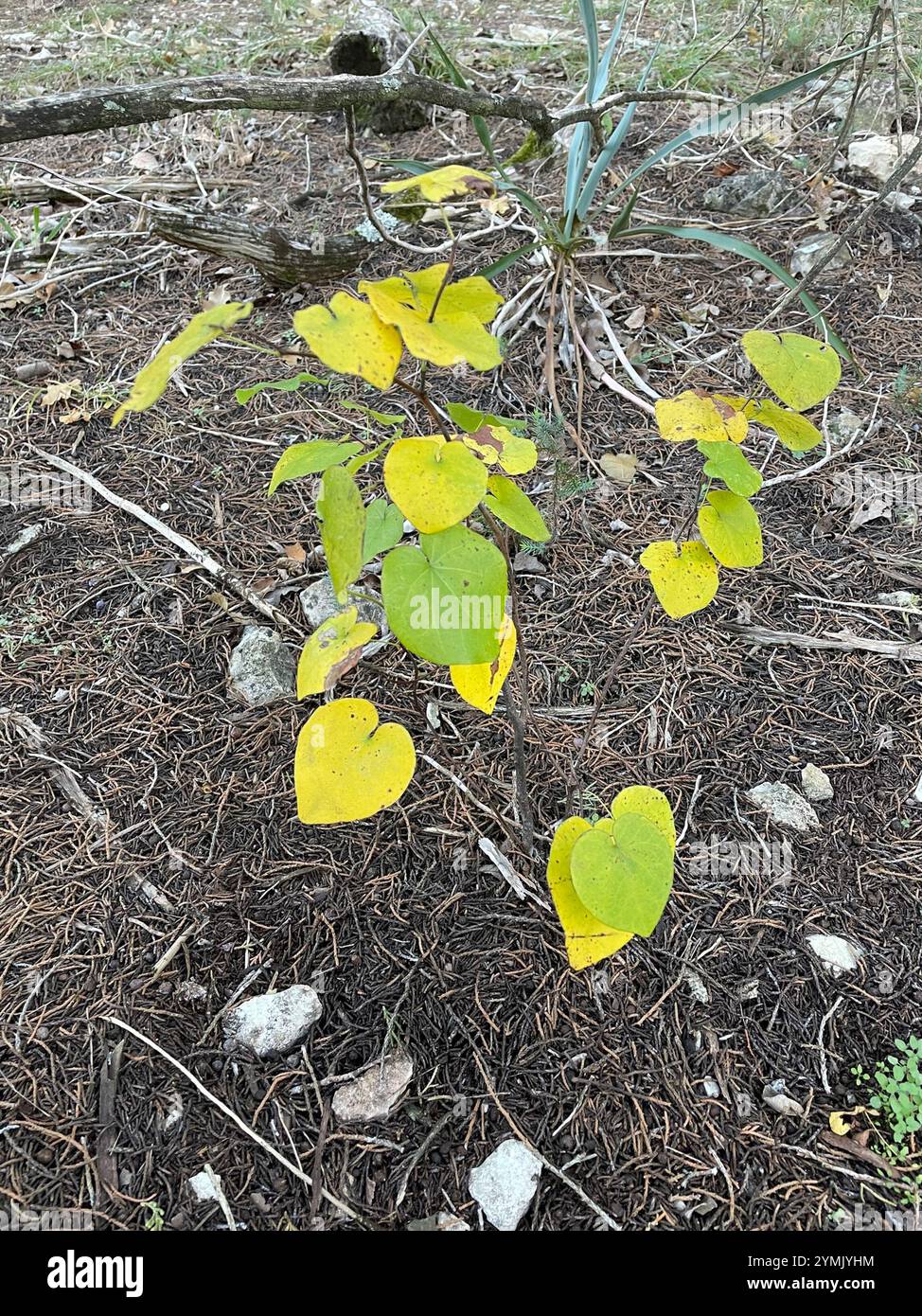 Texas redbud (Cercis canadensis texensis Stock Photo - Alamy
