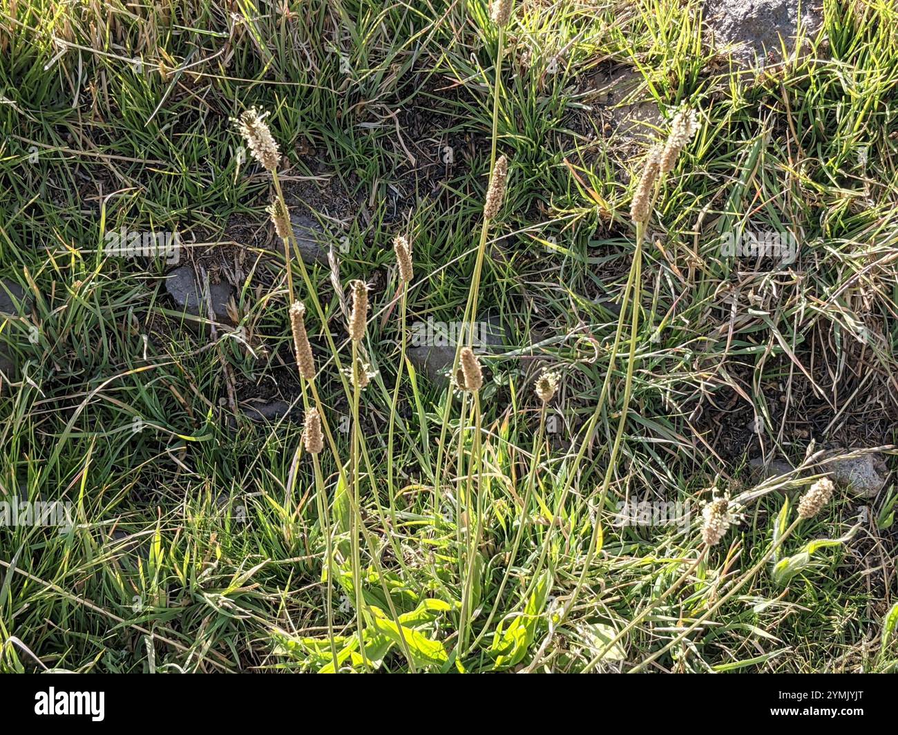 ribwort plantain (Plantago lanceolata Stock Photo - Alamy
