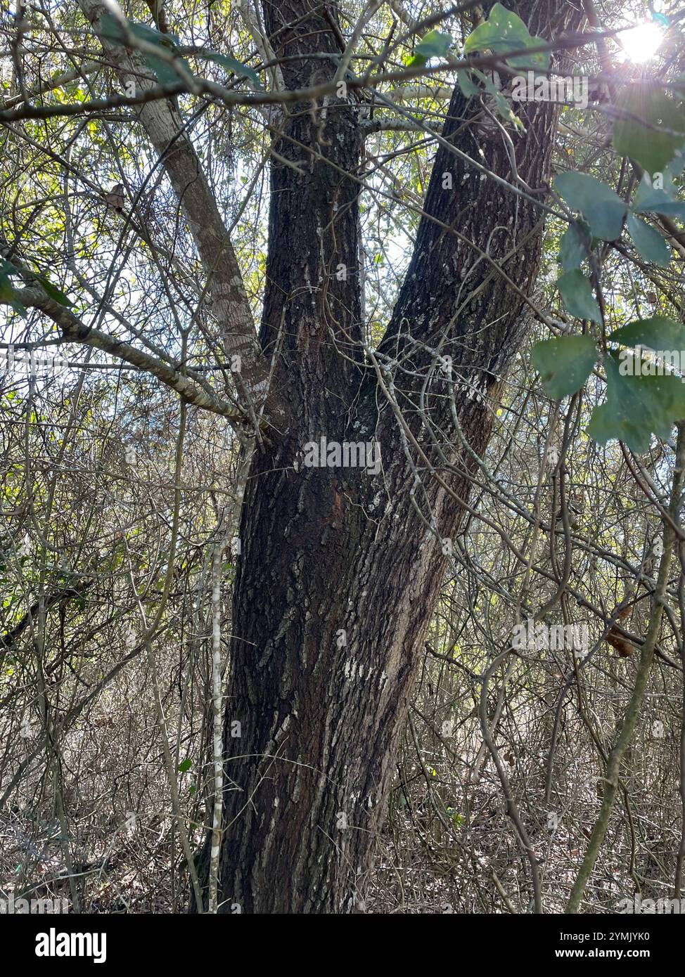 water oak (Quercus nigra Stock Photo - Alamy