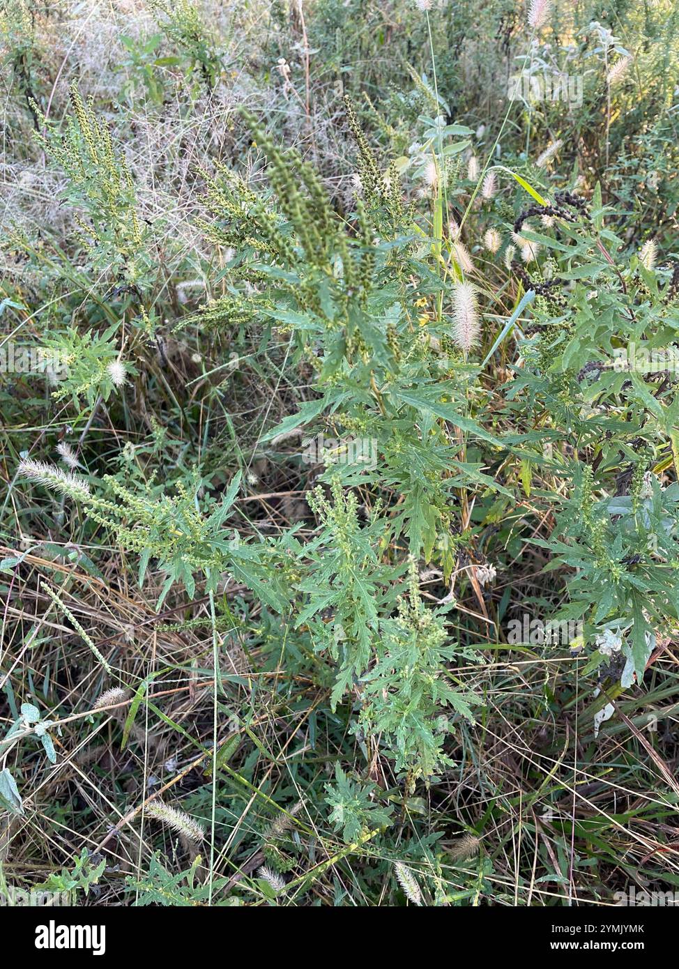western ragweed (Ambrosia psilostachya Stock Photo - Alamy