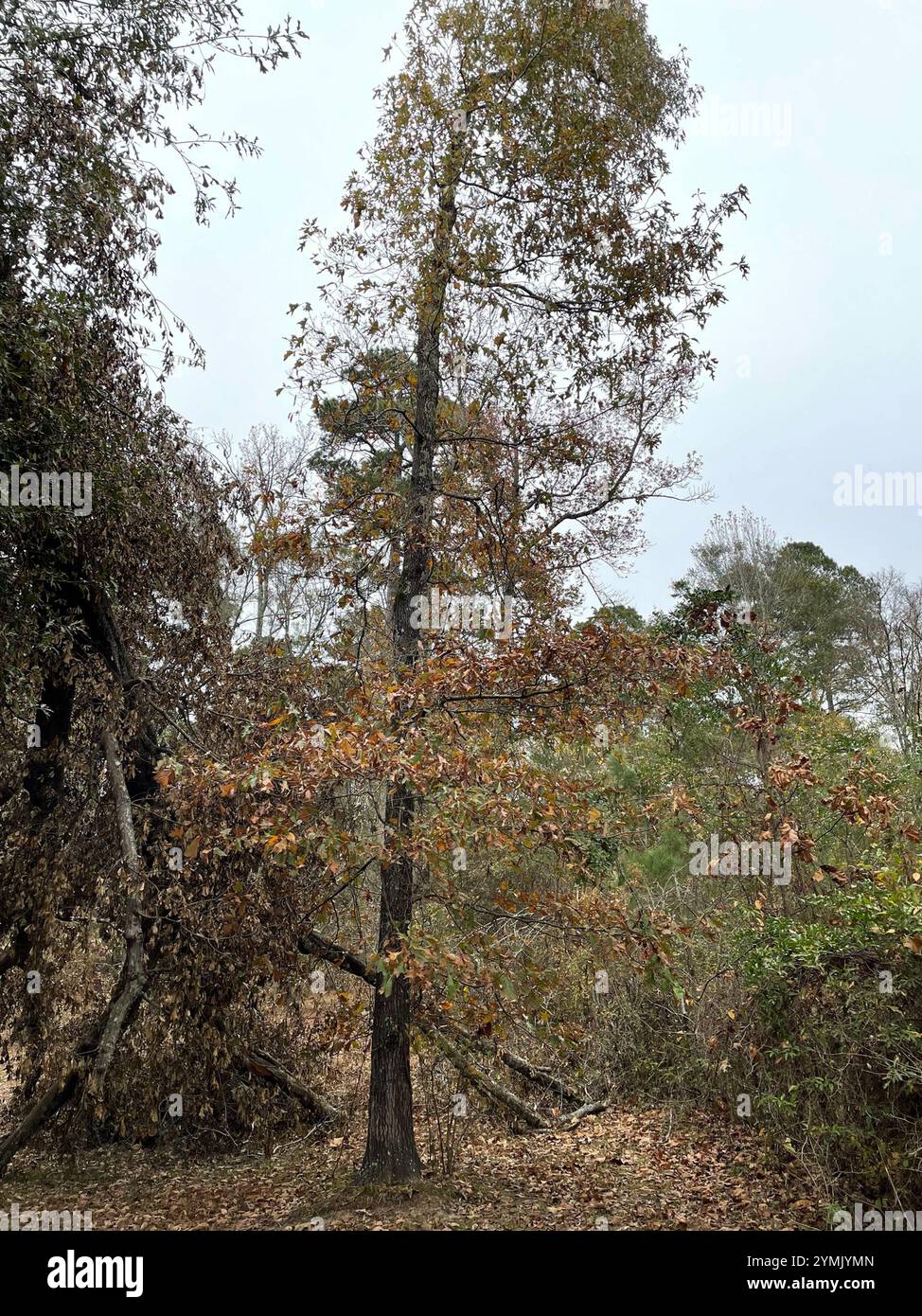 southern red oak (Quercus falcata Stock Photo - Alamy